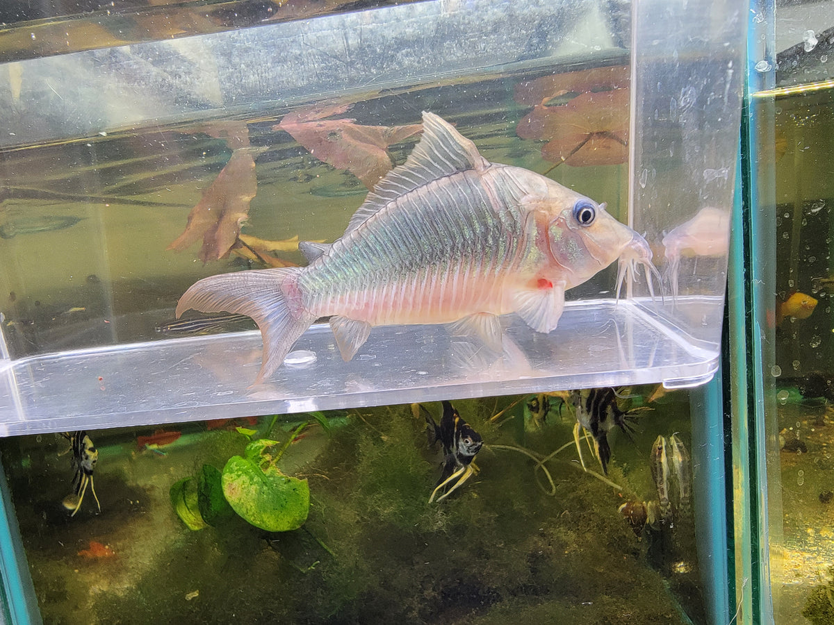 Hognose Brochis Multiradiatus – Tank Dreams