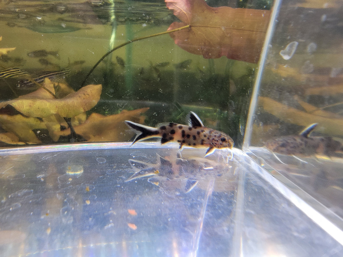 Pygmy Leopard Catfish – Tank Dreams
