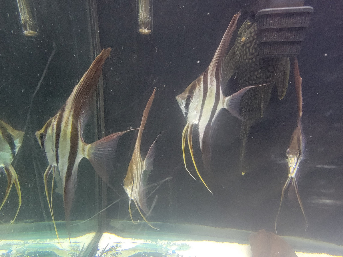 True Altum Angelfish – Tank Dreams