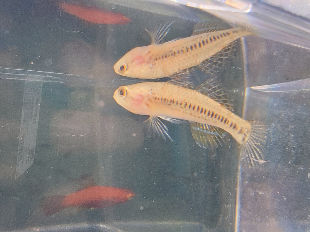 African Sleeper Goby (Stays Small) – Tank Dreams