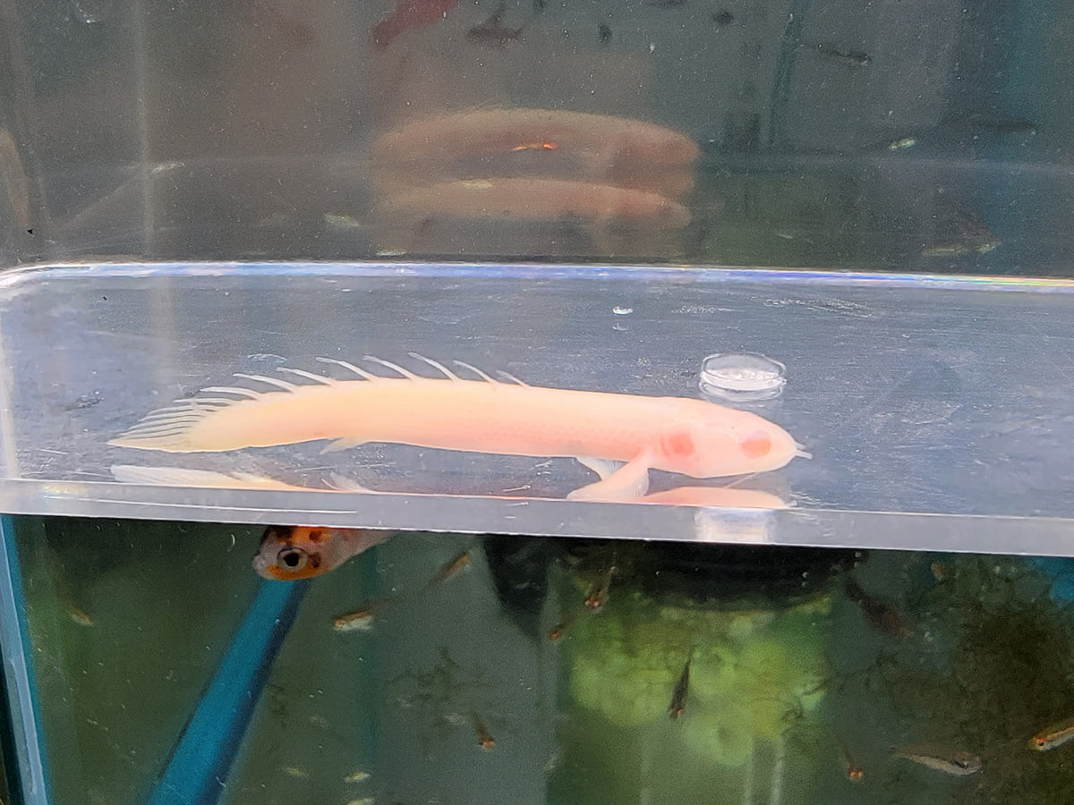 Albino Senegal Bichir Polypterus – Tank Dreams