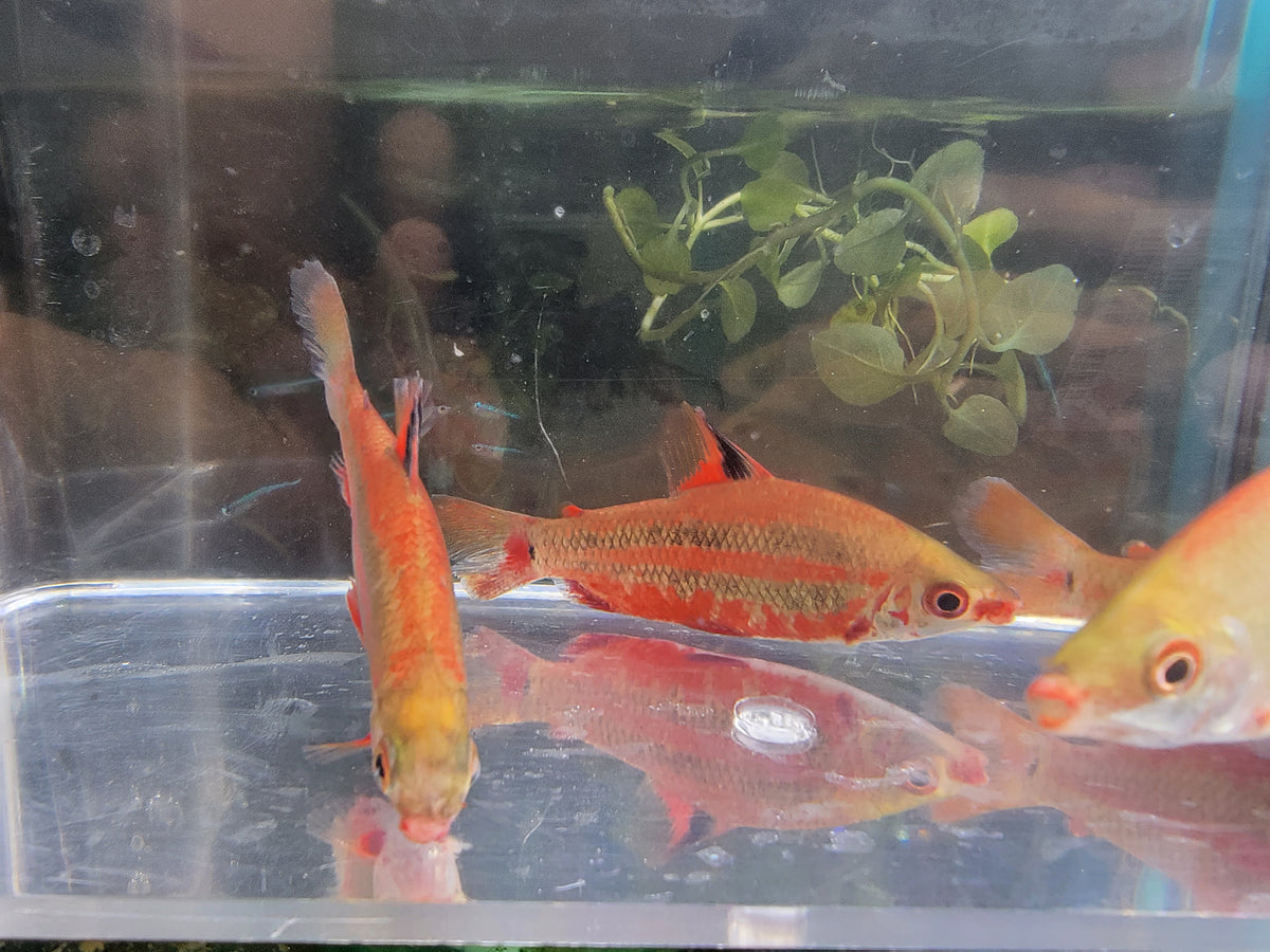 Red and Black Distichodus – Tank Dreams