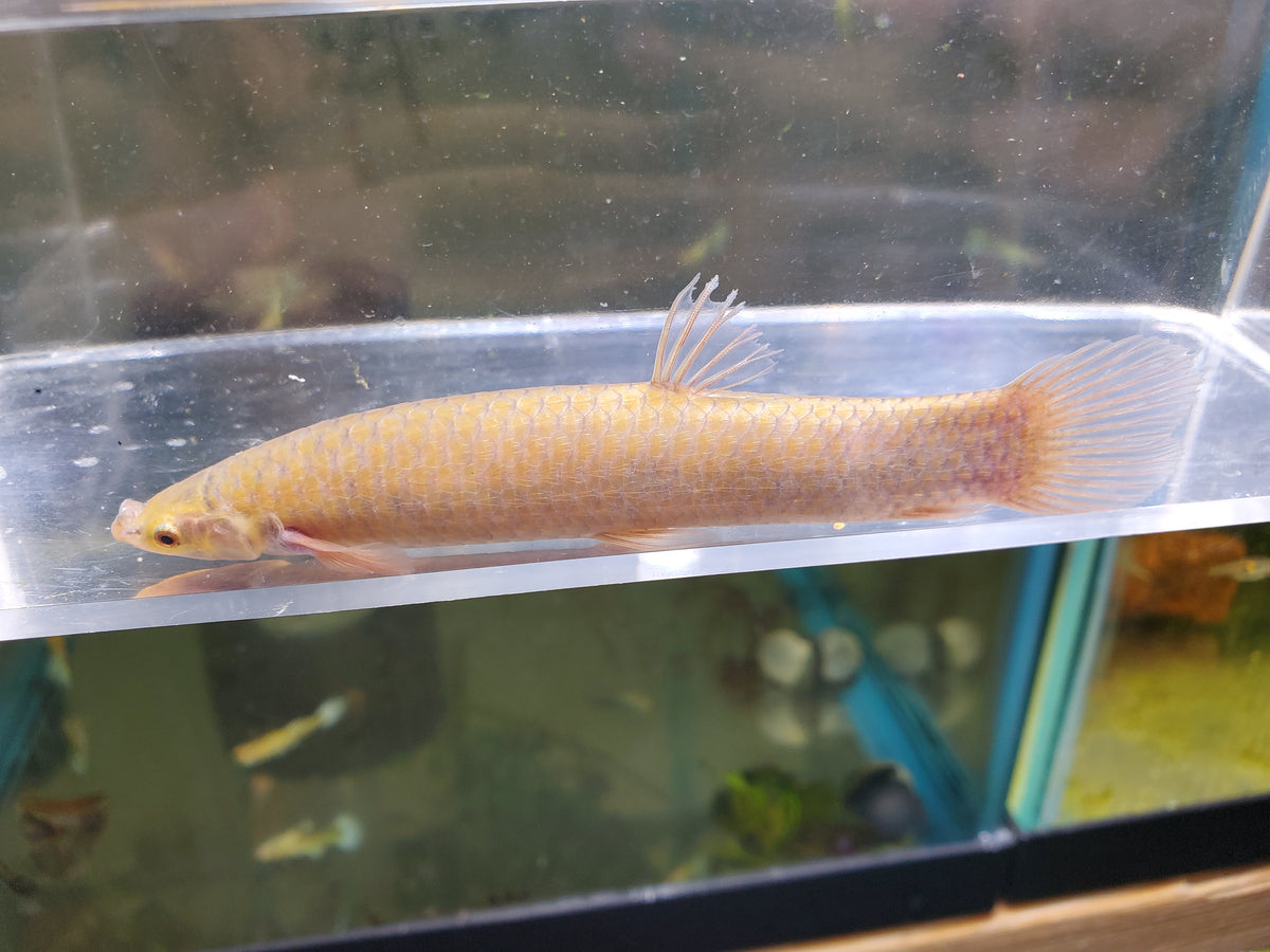 Blood Fish – Tank Dreams