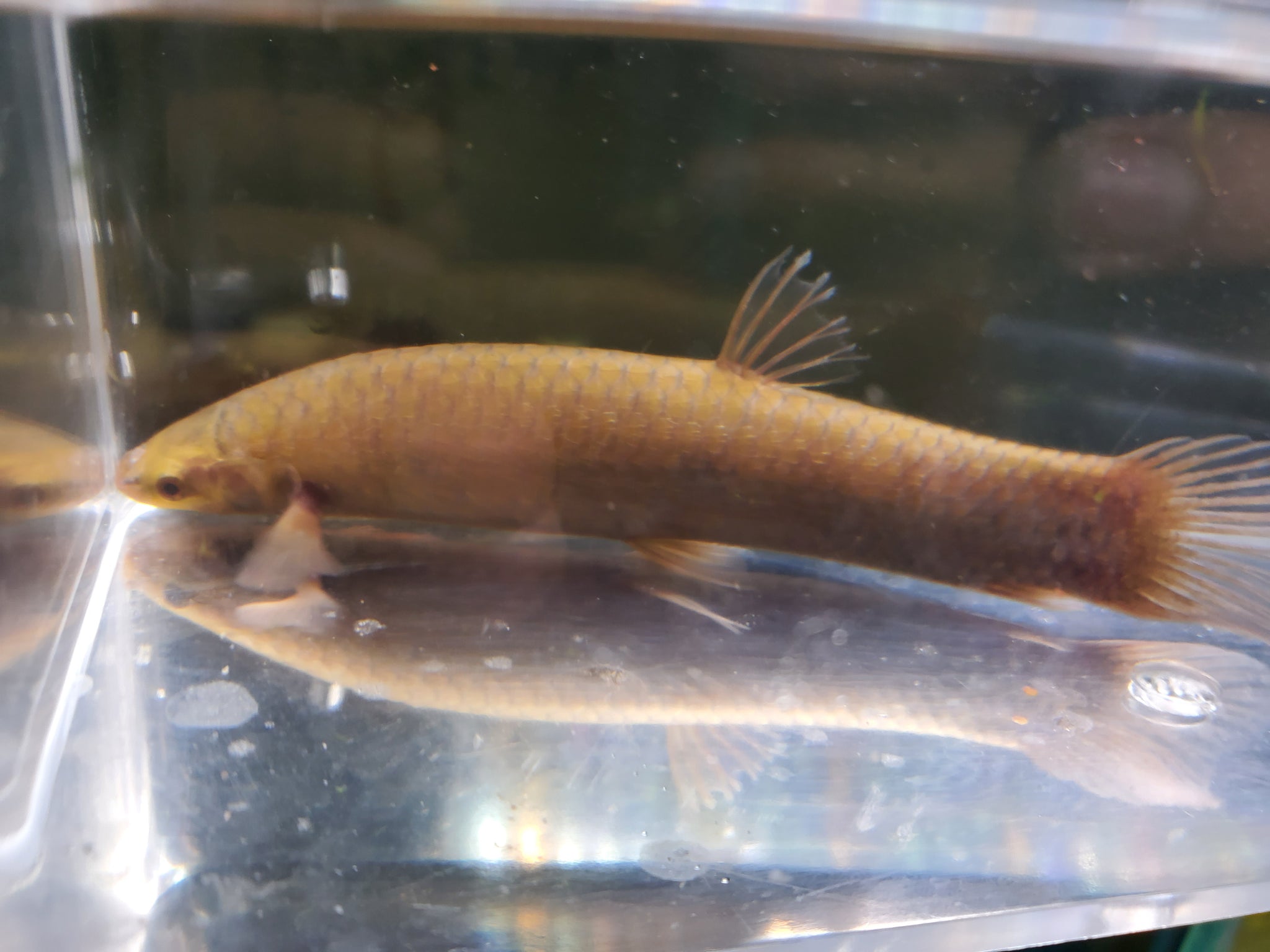 Blood Fish – Tank Dreams