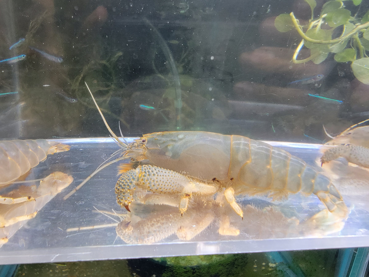 Blue Vampire Atya Wood Shrimp – Tank Dreams