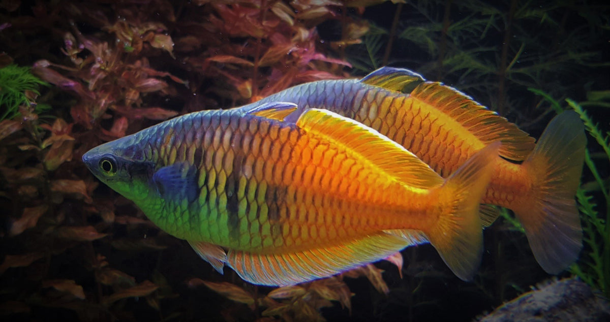 Bosemani Rainbowfish – Tank Dreams