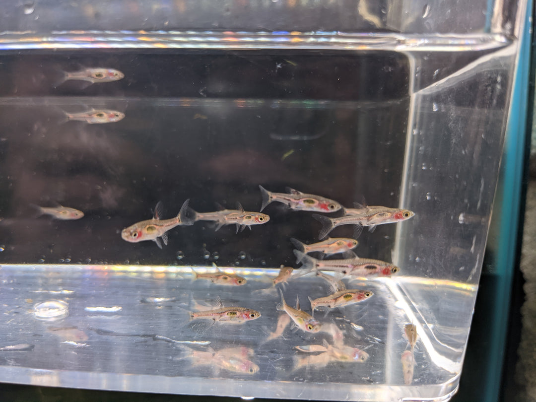 Chili Rasbora – Tank Dreams