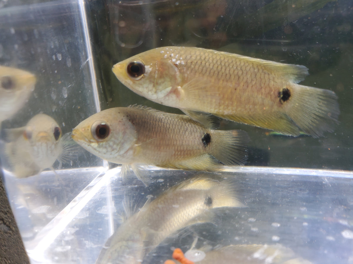 African Ctenopoma (Climbing Perch) (Ctenopoma Maculatus) – Tank Dreams