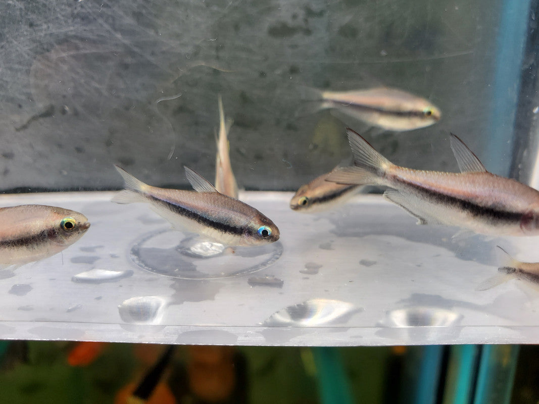 Emporer Tetra – Tank Dreams