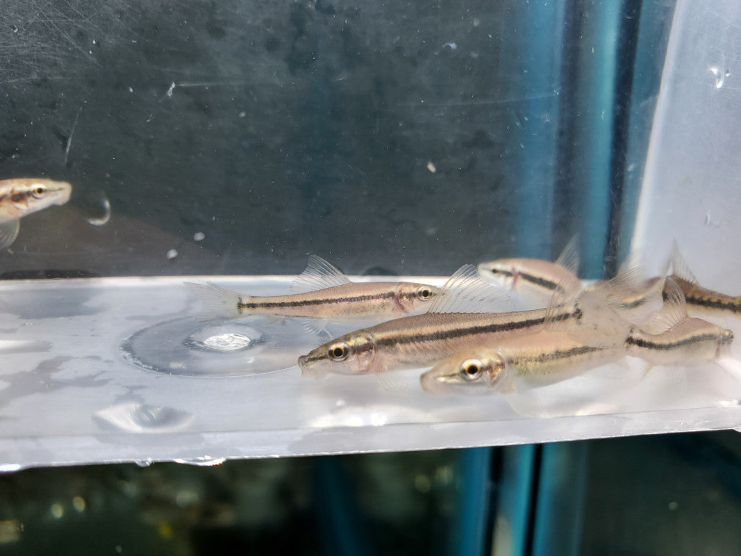 Chinese Algae Eater – Tank Dreams