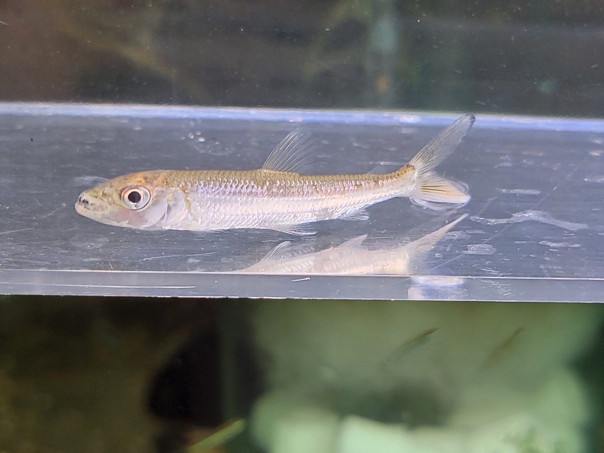 Goliath Tigerfisch Aquarium ZootierlisteHomepage