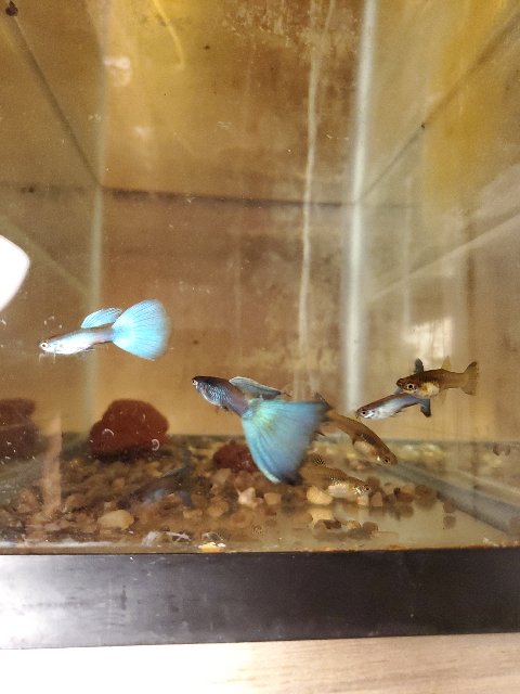 Green Moscow Guppy IFGA Show Line – Tank Dreams