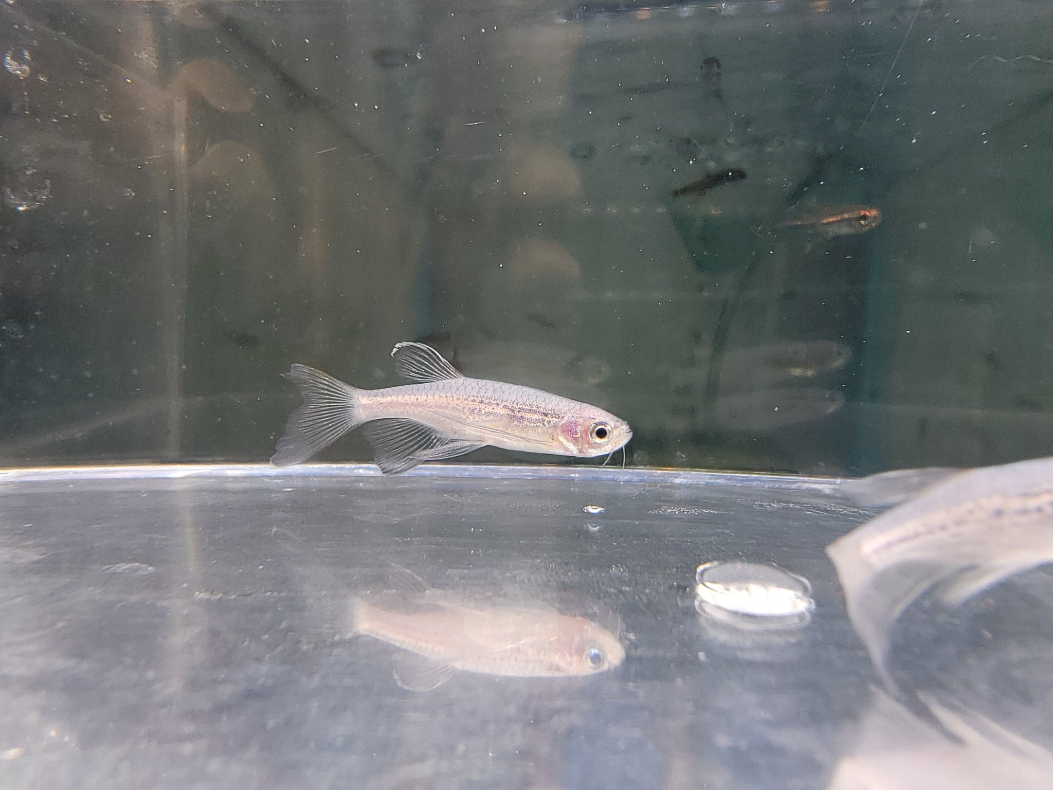 Longfin Leopard Danio – Tank Dreams