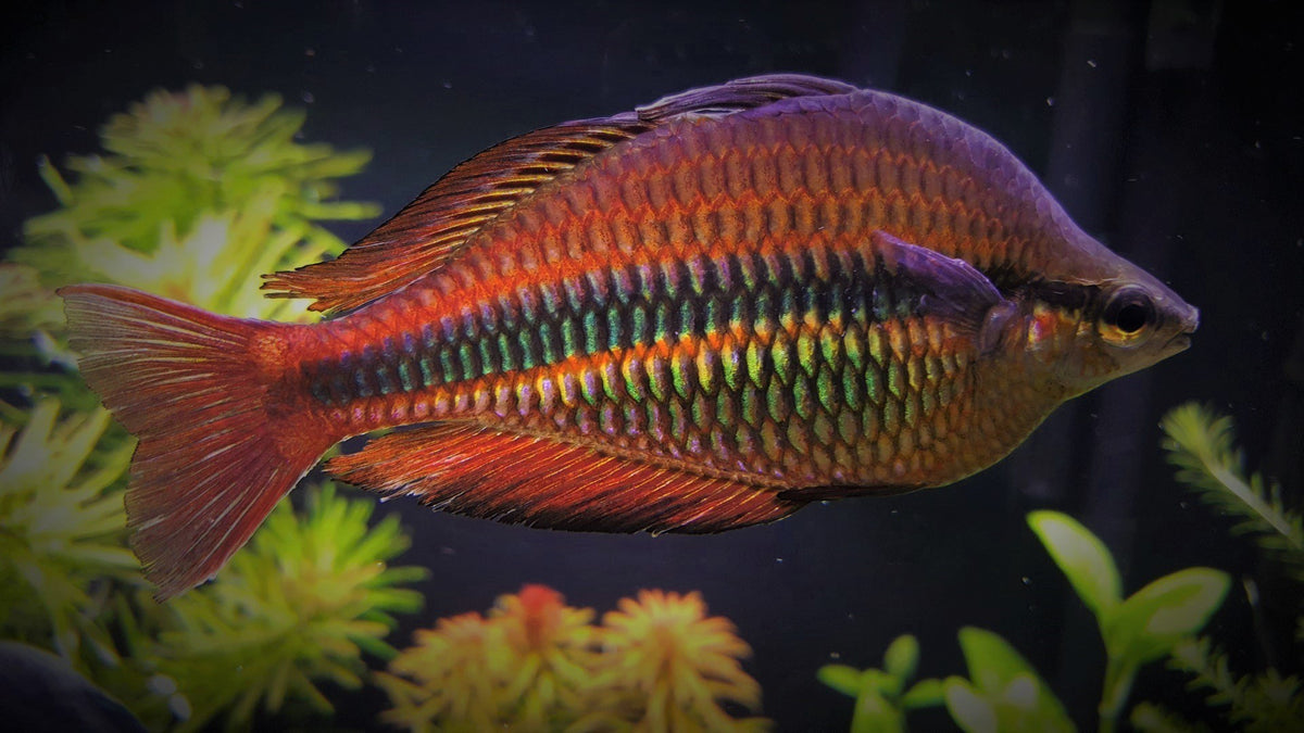 Trifasciata Rainbowfish