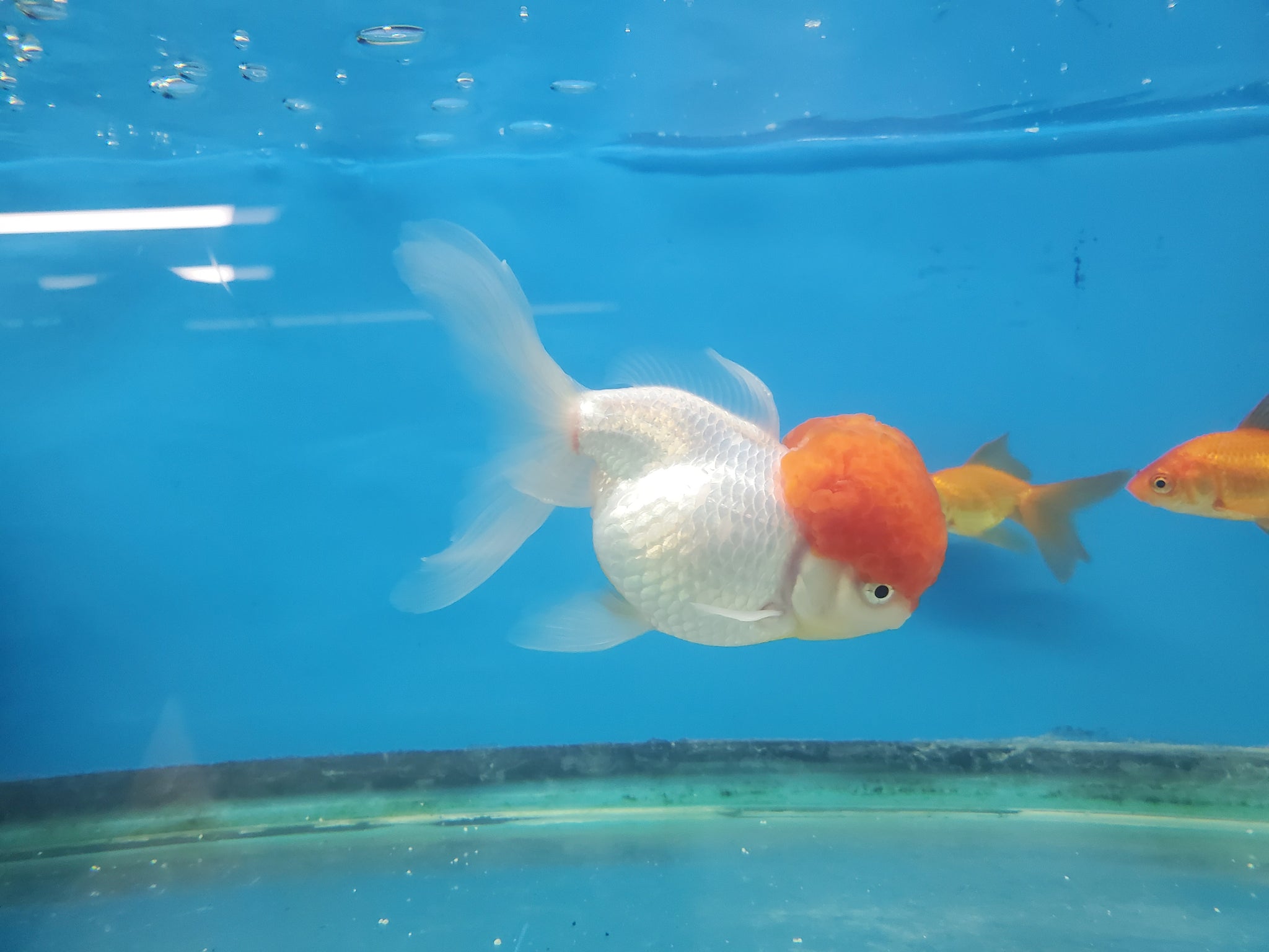 Assorted Oranda Goldfish – Tank Dreams
