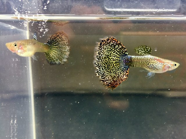 Seven Color Guppy Pair – Tank Dreams