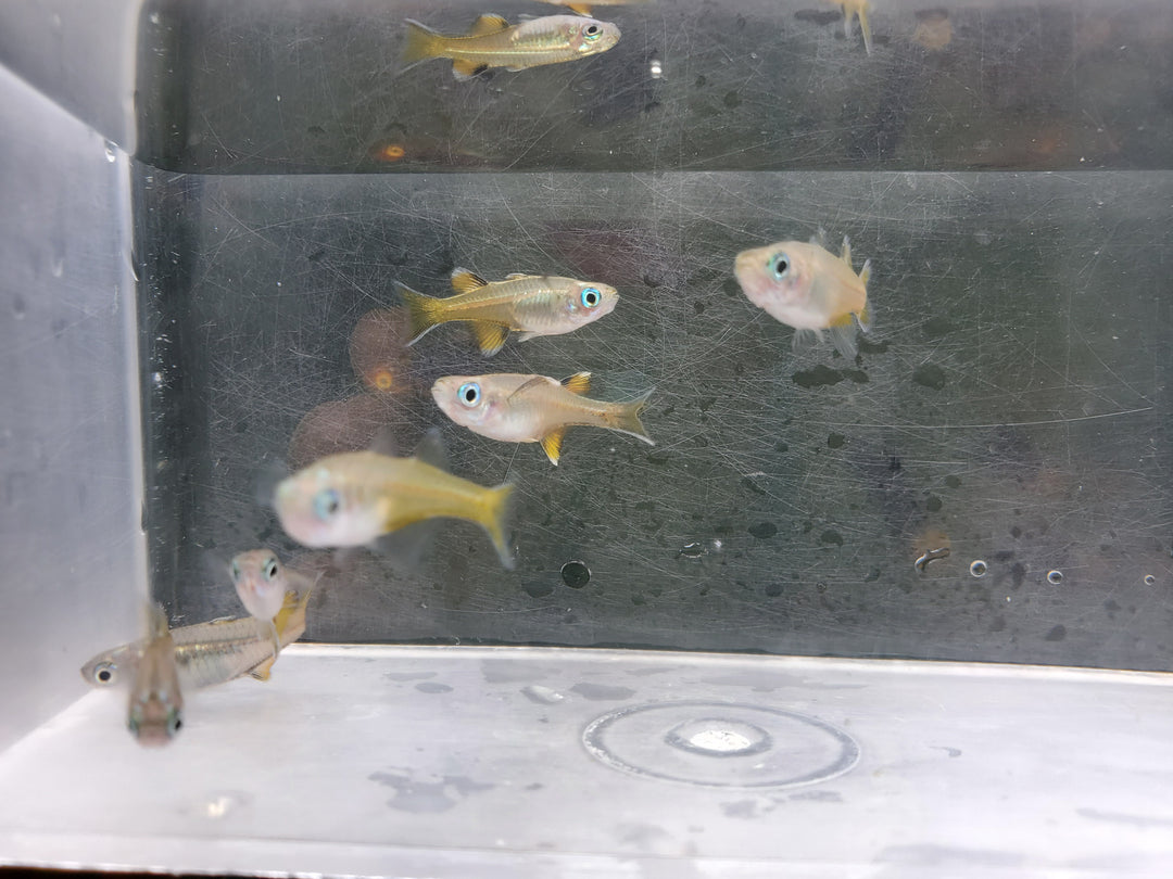 Signifer Rainbowfish – Tank Dreams