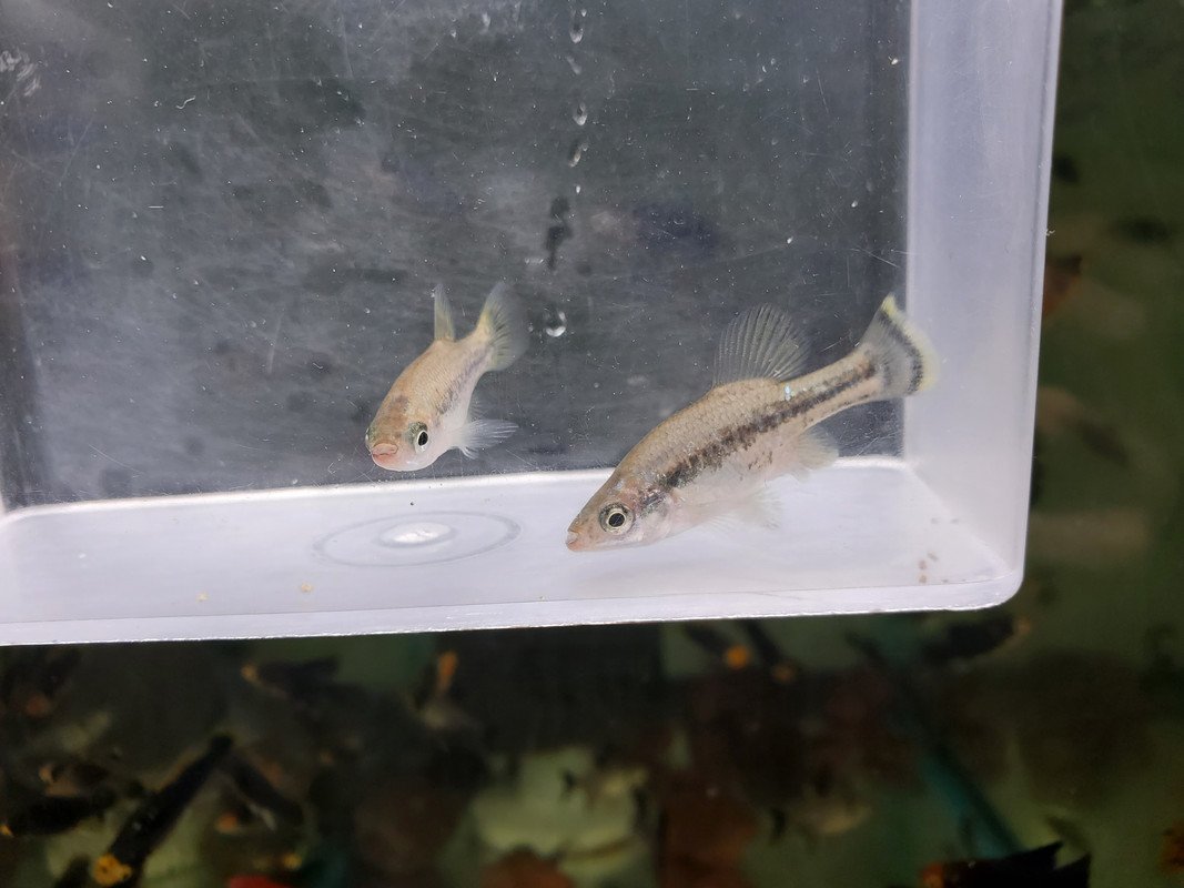 Ameca Splendens Breeding Pair – Tank Dreams