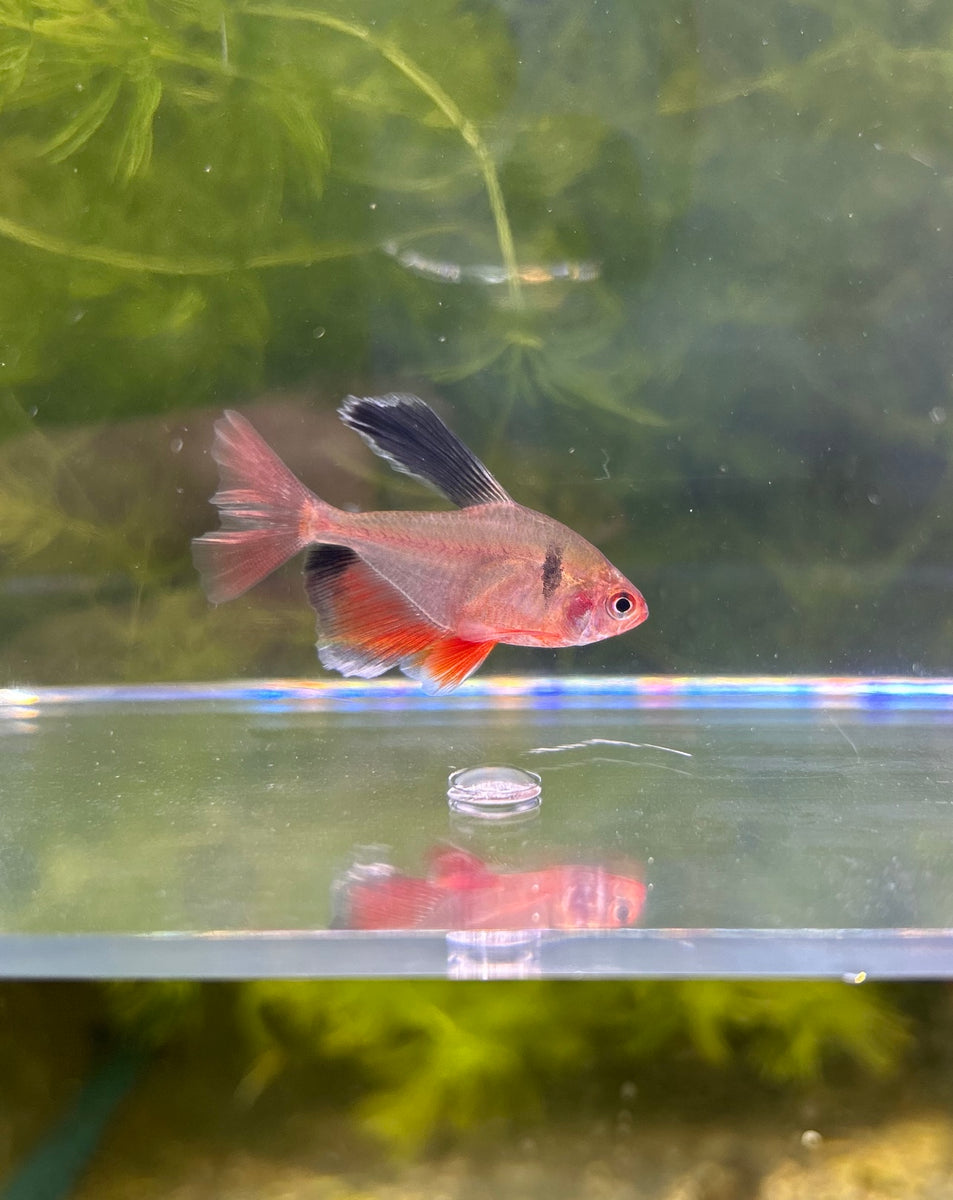 Hifin Serpae Tetra – Tank Dreams