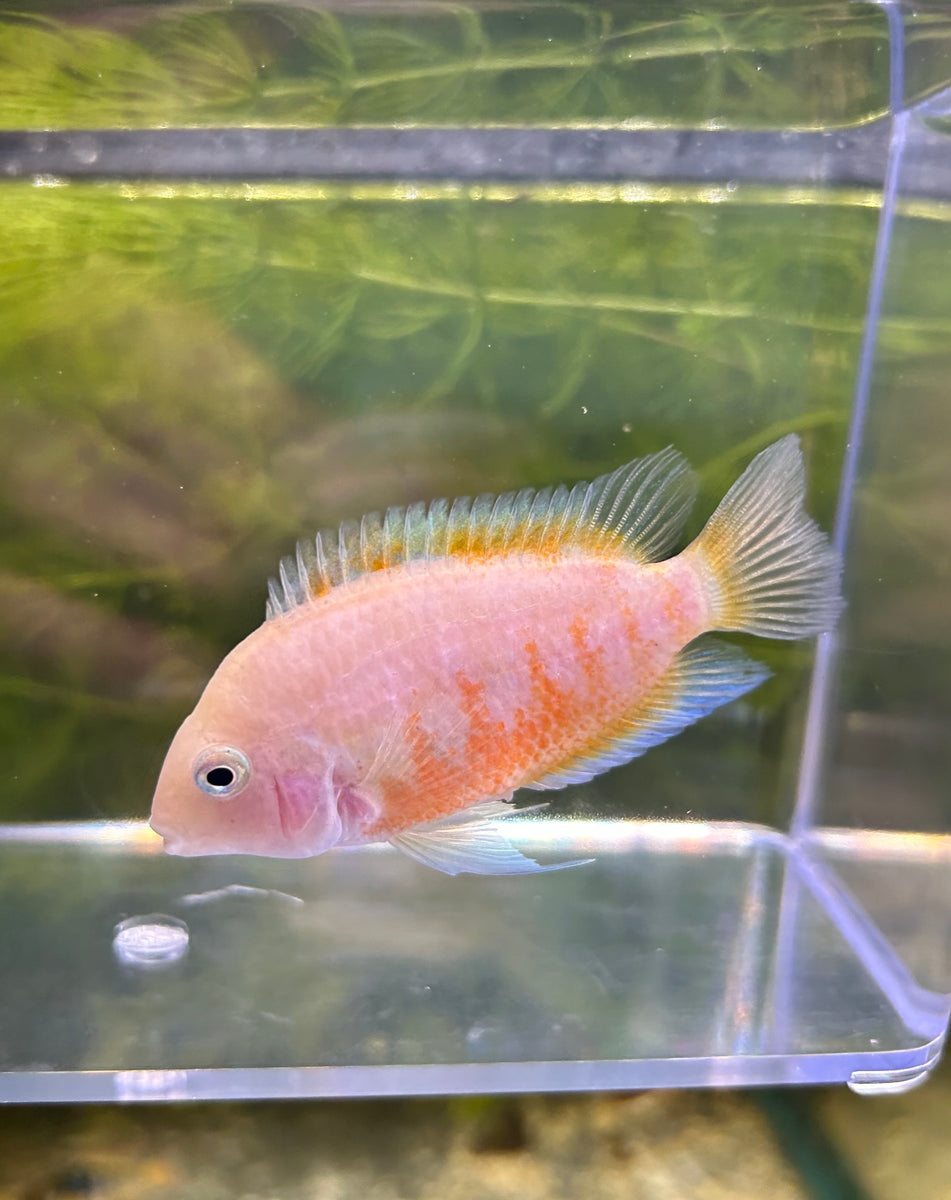 Pink Convict Cichlid – Tank Dreams