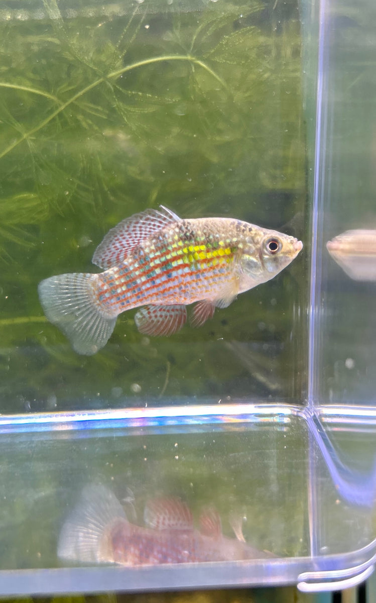 Florida Flagfish – Tank Dreams