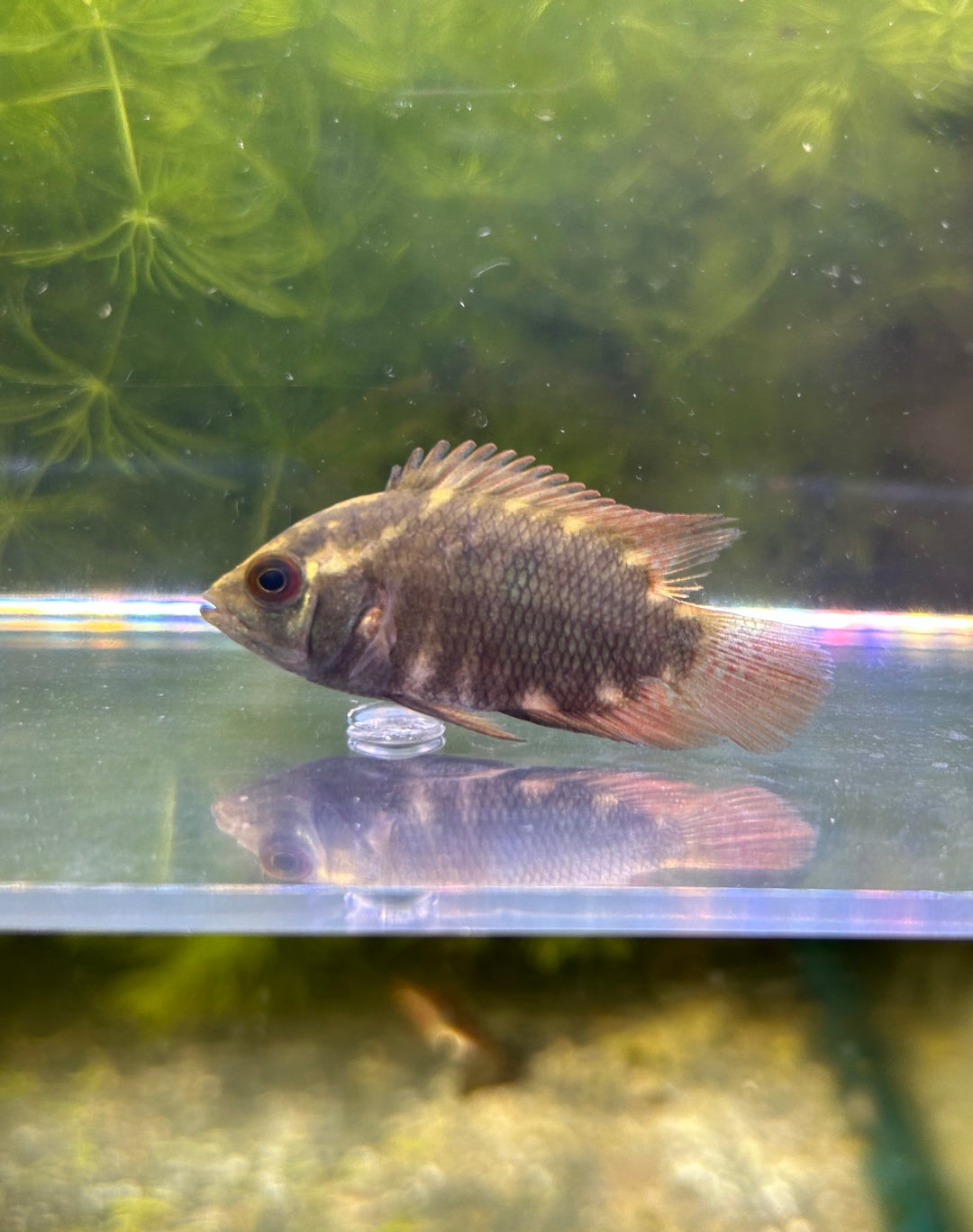 Chocolate Cichlid – Tank Dreams