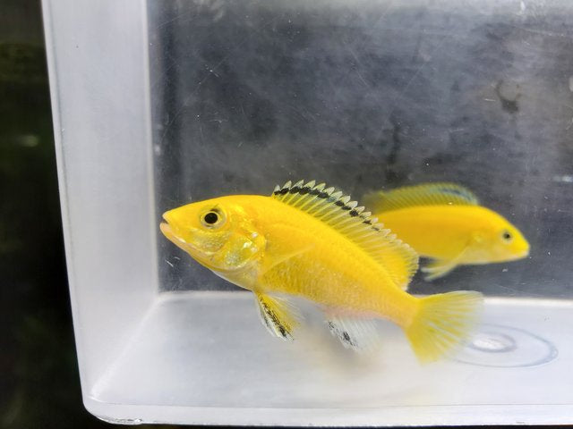Electric Yellow Labrador Mbuna Cichlid 1.5-2 inch – Tank Dreams